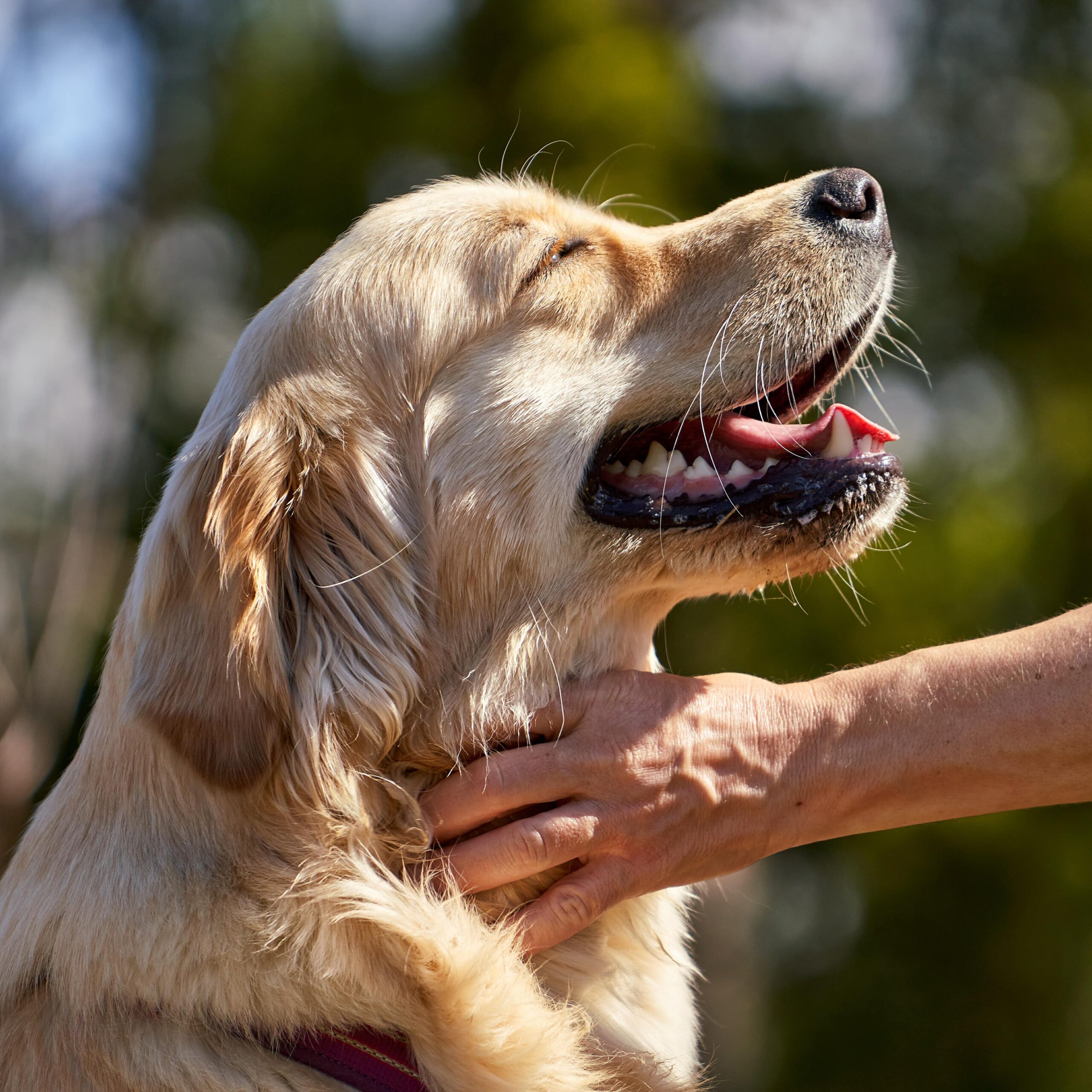 USDA-Accredited Pet health Travel Certificates | Comfort Paws